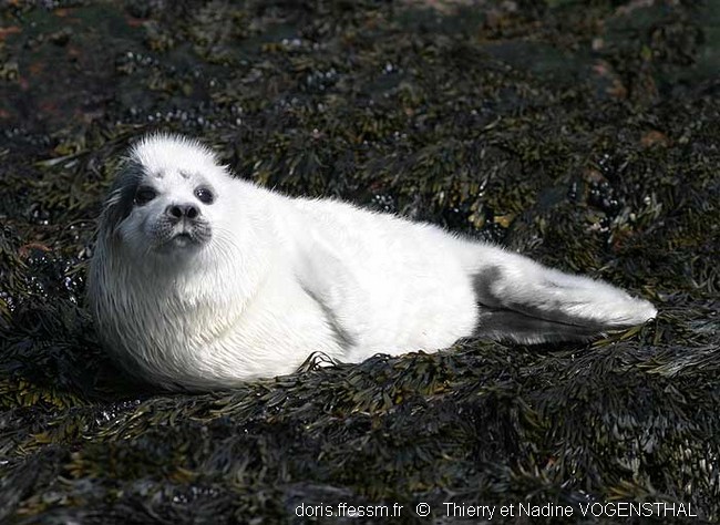 Phoca vitulina | DORIS