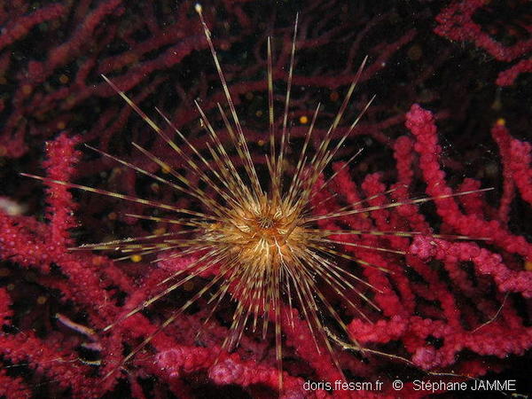 Centrostephanus longispinus | DORIS