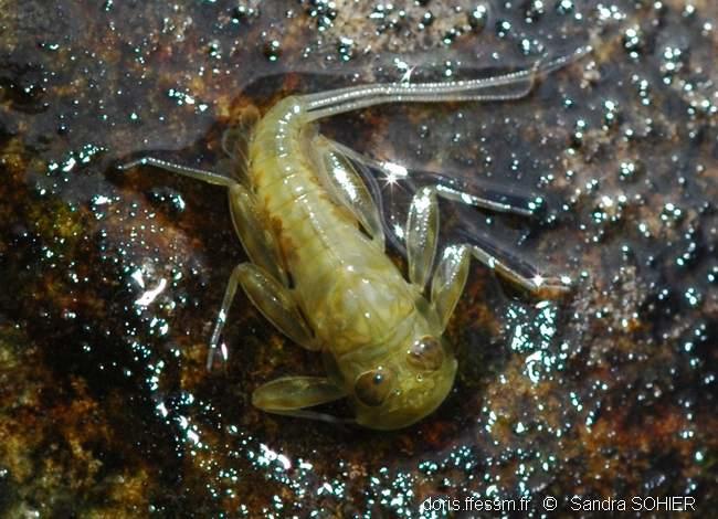 Ephemeroptera (ordre, larves) | DORIS