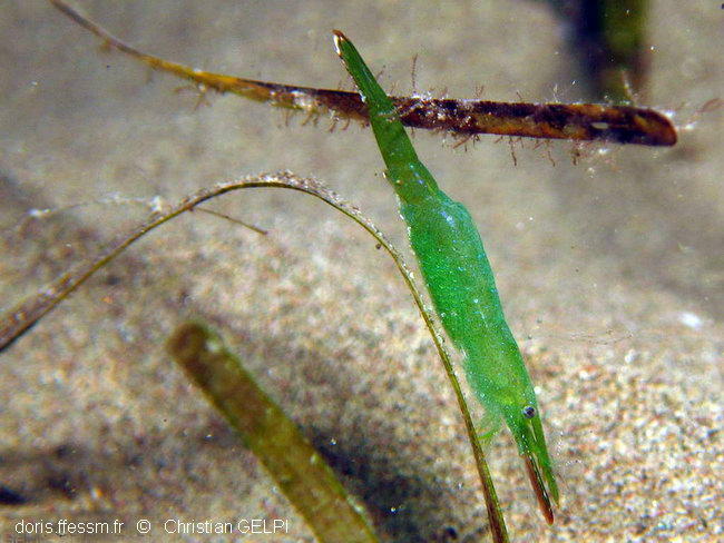 Hippolyte inermis | DORIS