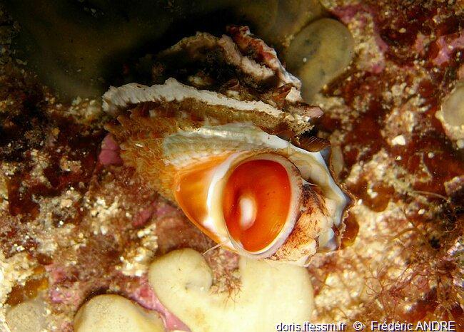 Bolma rugosa | DORIS