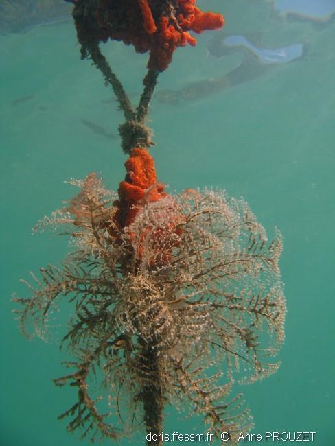 Pennaria disticha | DORIS