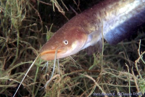 Silurus glanis | DORIS