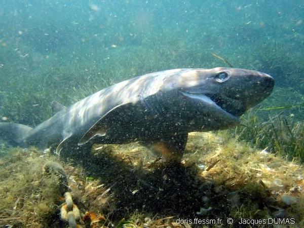 Hexanchus griseus | DORIS