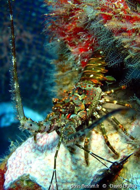 Panulirus argus | DORIS