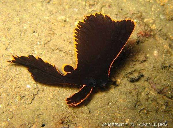 Platax pinnatus | DORIS