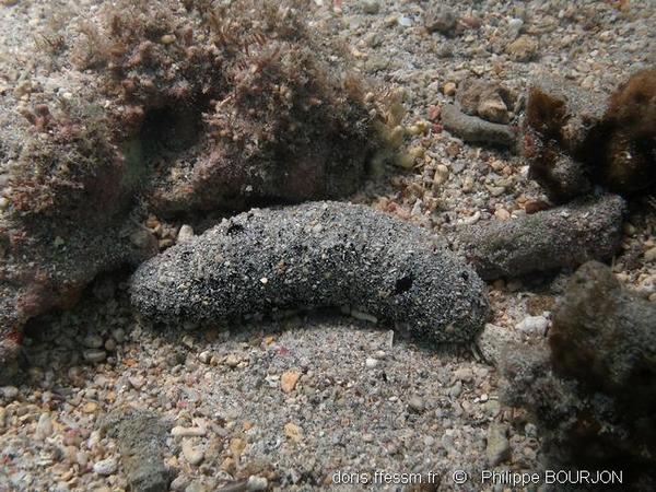 Holothuria (Halodeima) atra | DORIS