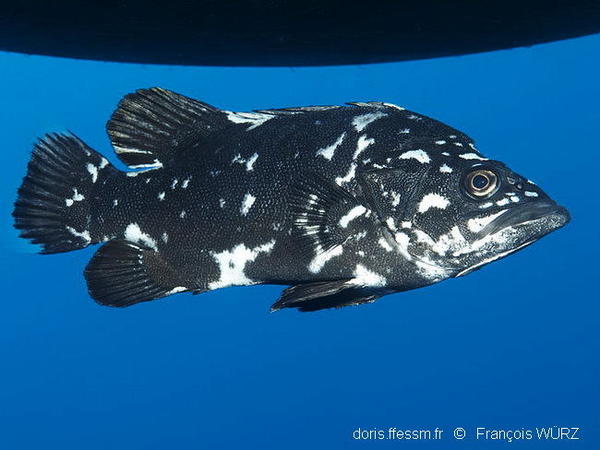 Polyprion americanus | DORIS