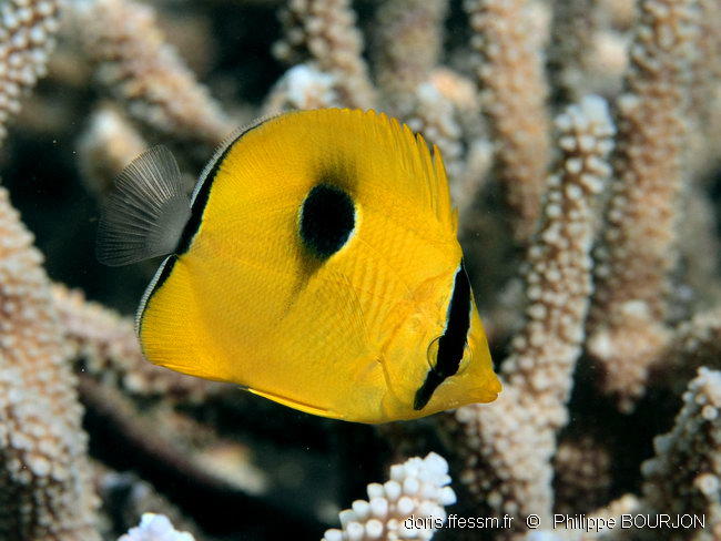 Chaetodon interruptus | DORIS