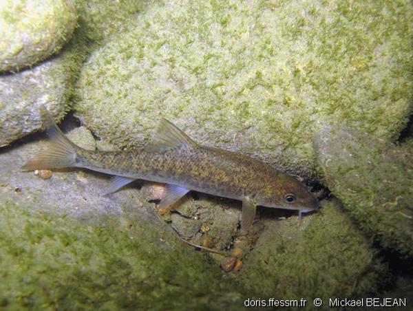 Barbus barbus | DORIS