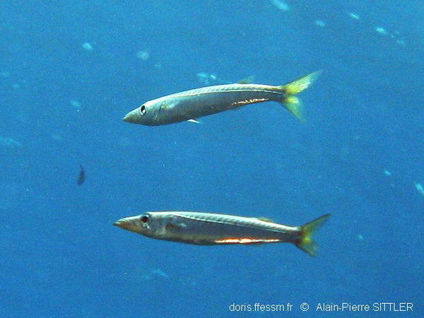 Sphyraena viridensis | DORIS