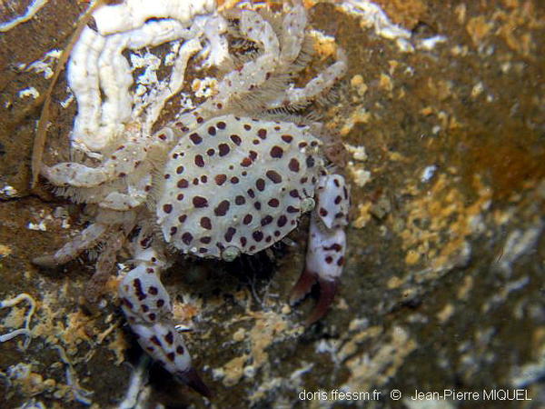 Xantho pilipes | DORIS