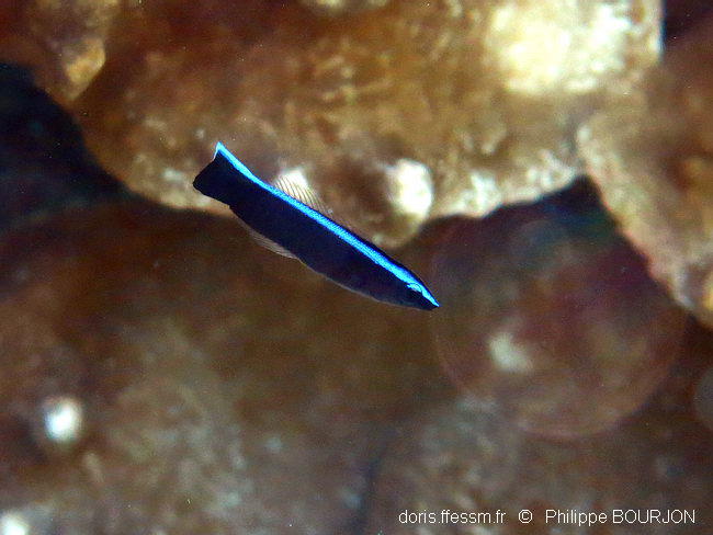 Labroides dimidiatus | DORIS