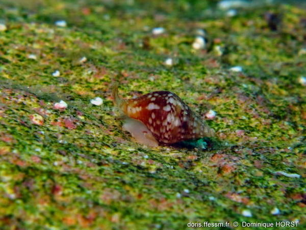 Columbella rustica | DORIS