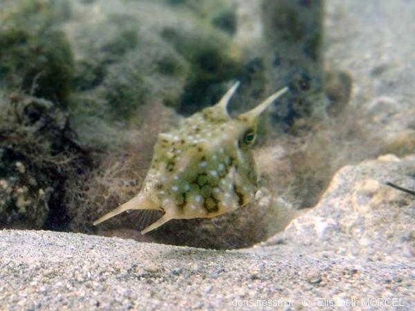 Lactoria cornuta | DORIS