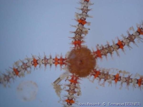 Ophiothrix fragilis | DORIS