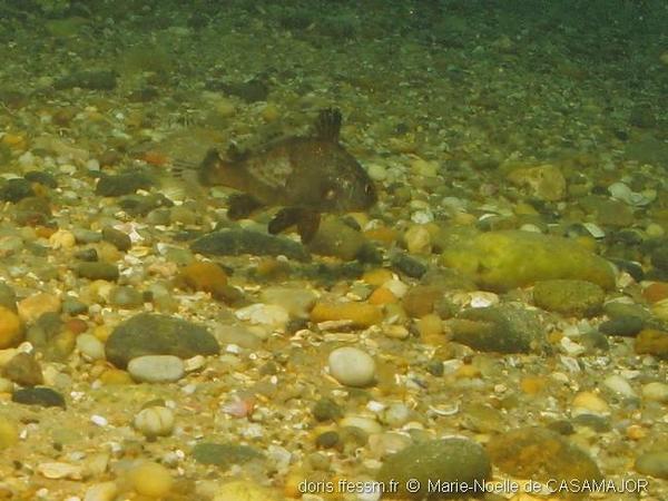 Umbrina canariensis | DORIS