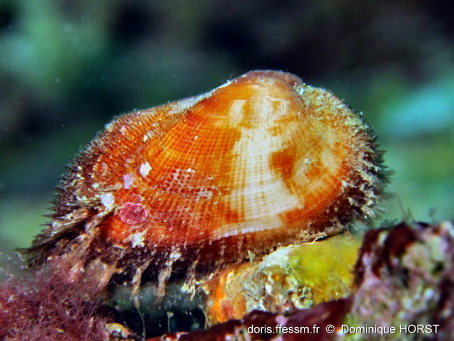 Barbatia barbata | DORIS