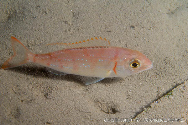 Pagellus erythrinus | DORIS