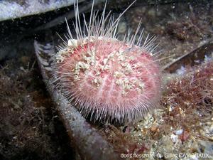 Spatangus purpureus | DORIS