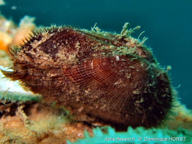 Barbatia barbata | DORIS