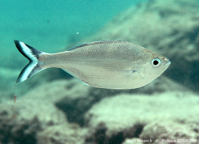 Kuhlia caudavittata | DORIS