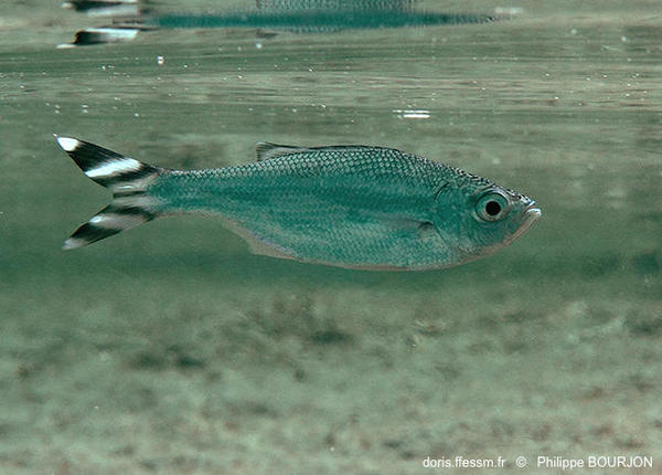 Kuhlia mugil | DORIS