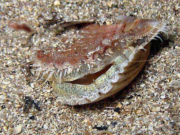 Pecten jacobaeus | DORIS