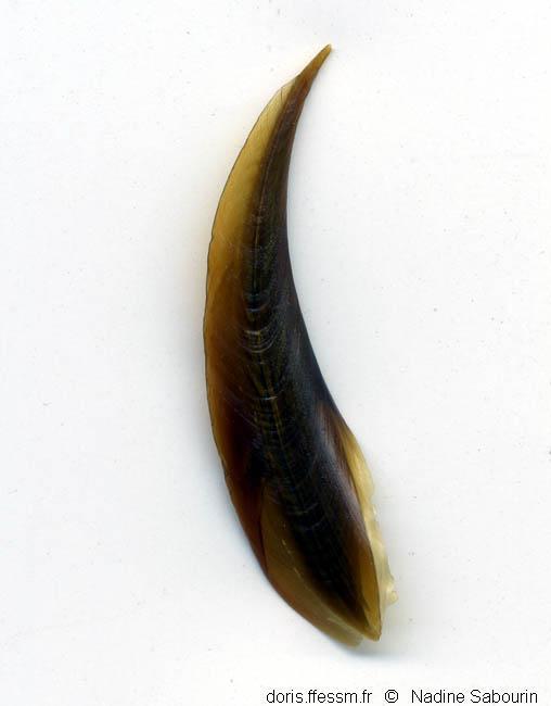 Macrostrombus costatus | DORIS