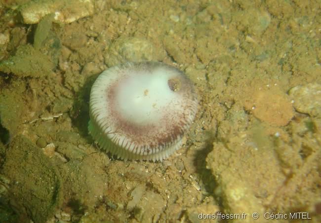 Heterocyathus aequicostatus | DORIS