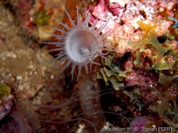 Isaurus tuberculatus | DORIS