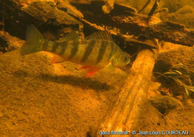Perca flavescens | DORIS