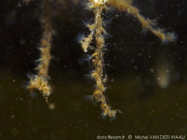 Plumatella repens | DORIS