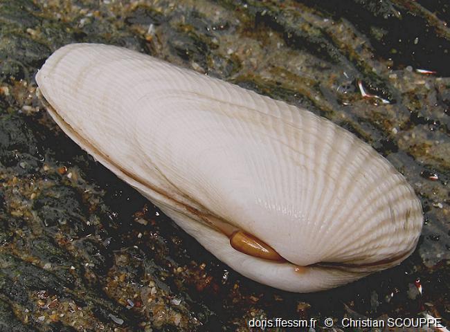 Petricolaria pholadiformis | DORIS