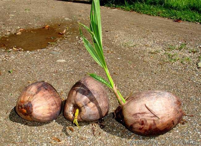 Cocos nucifera | DORIS