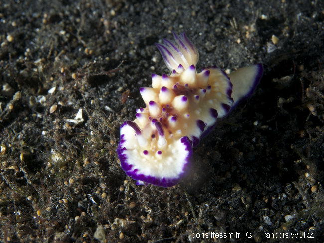 Mexichromis multituberculata | DORIS