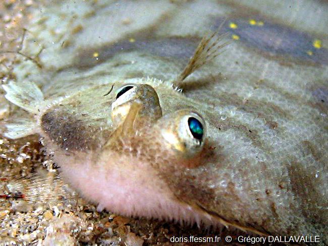 Microchirus ocellatus | DORIS