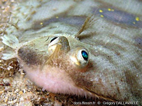 Microchirus ocellatus | DORIS