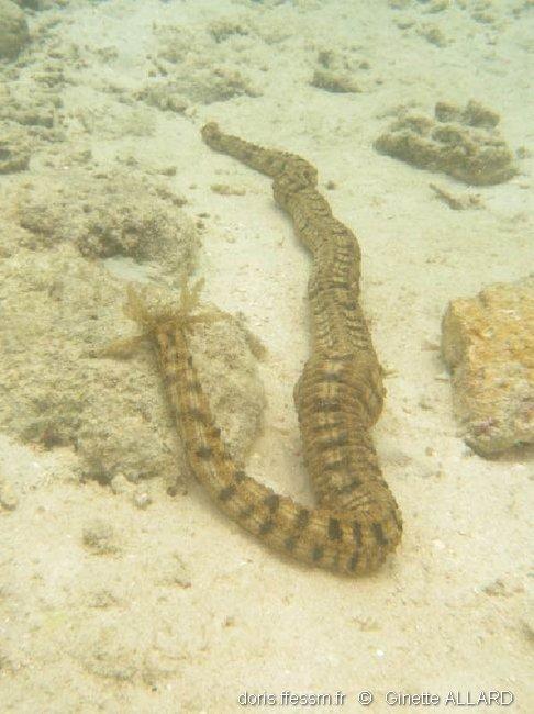 Synapta maculata | DORIS