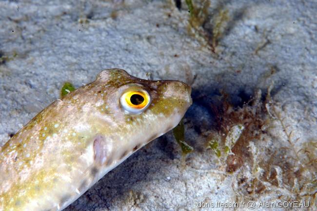 Sphoeroides spengleri | DORIS