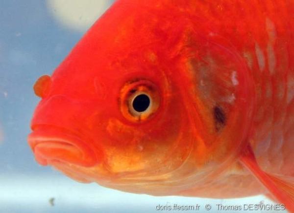 Carassius spp. | DORIS