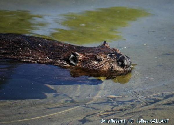 Castor canadensis | DORIS