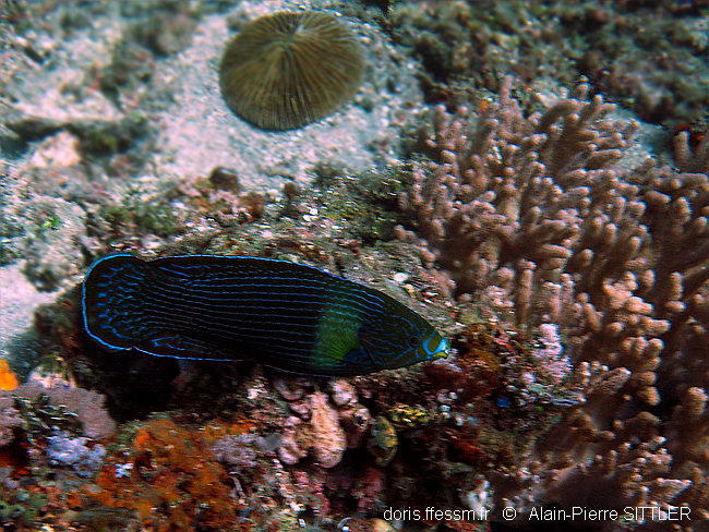 Labrichthys unilineatus | DORIS