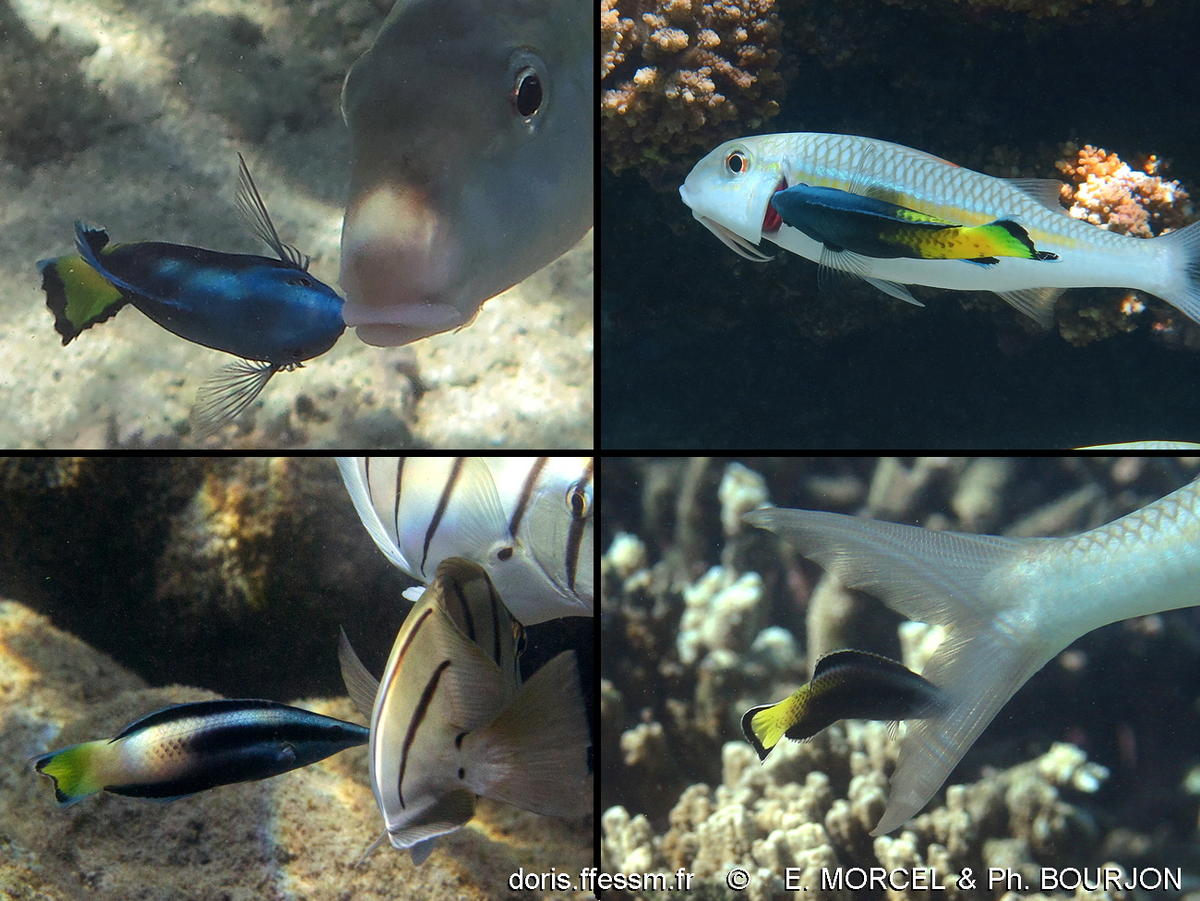 Labroides bicolor | DORIS