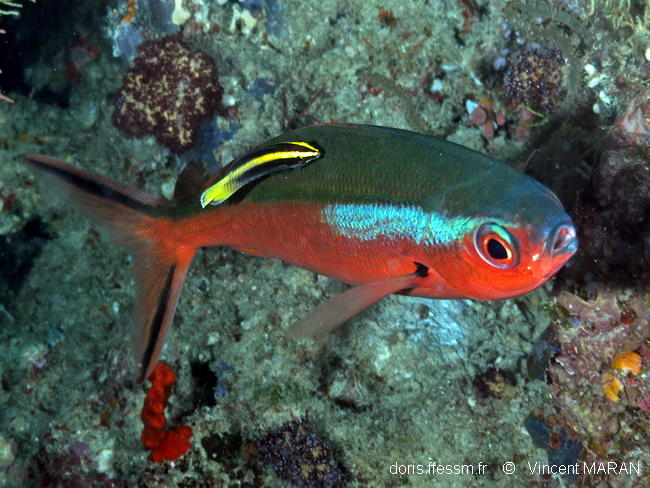 Labroides bicolor | DORIS