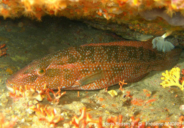 Labrus viridis | DORIS