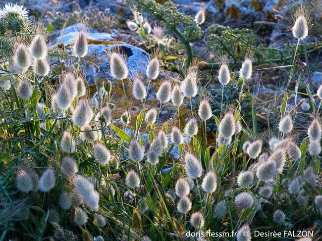 Lagurus ovatus | DORIS