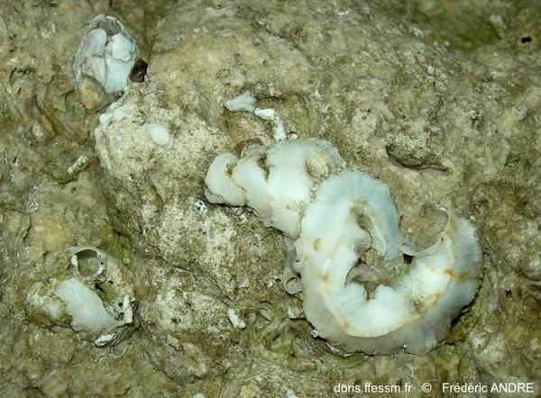 Vermetus triquetrus | DORIS