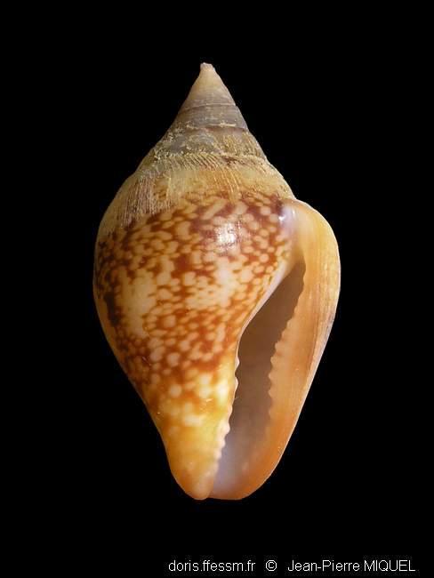 Columbella rustica | DORIS