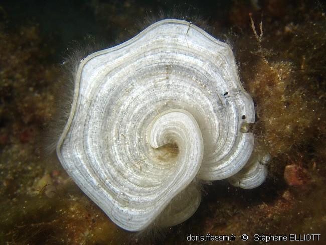 Padina pavonica | DORIS